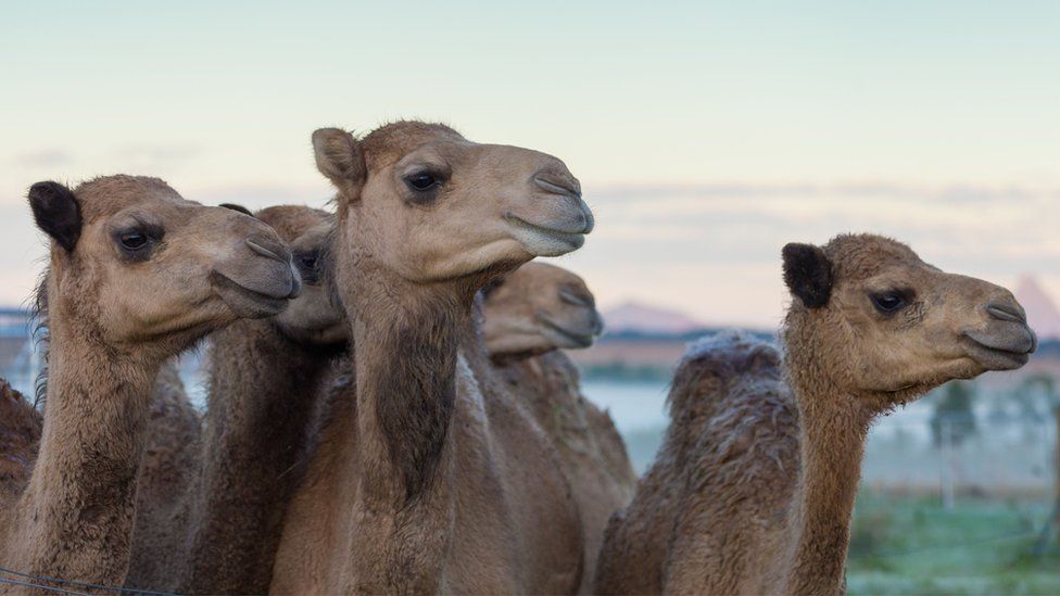 Camel Milk: Are There Health Benefits? Benefits and products