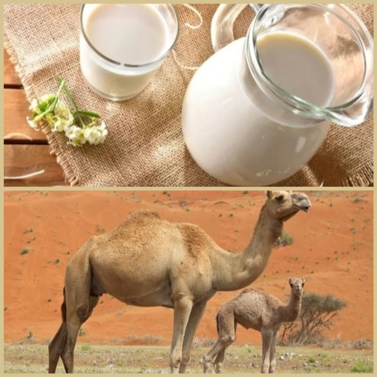 How camel milk is effective on diabetes? a high protein