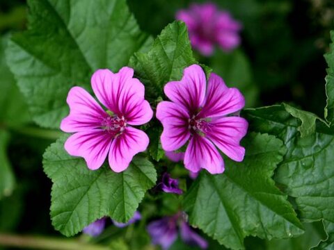 The health benefits of mallow herb. leaves and flowers of